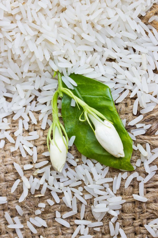 Fleur de riz photo stock. Image du agriculture, ferme - 12115986