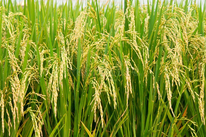 Riz Padi image stock. Image du centrale, asiatique, agrafe - 18403209