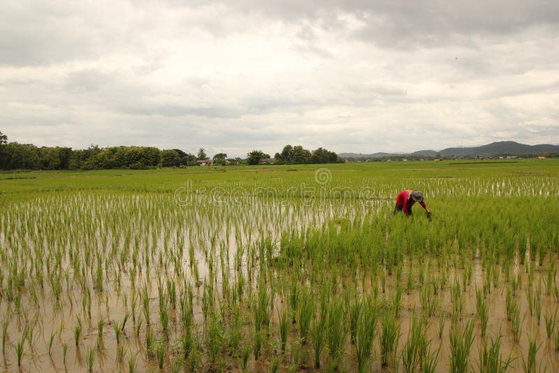 Une Rizière Avec Les Agriculteurs Au Travail. Photo stock - Image du ...