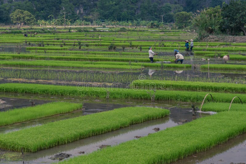 Rizière image stock éditorial. Image du exportation, travaux - 91055699