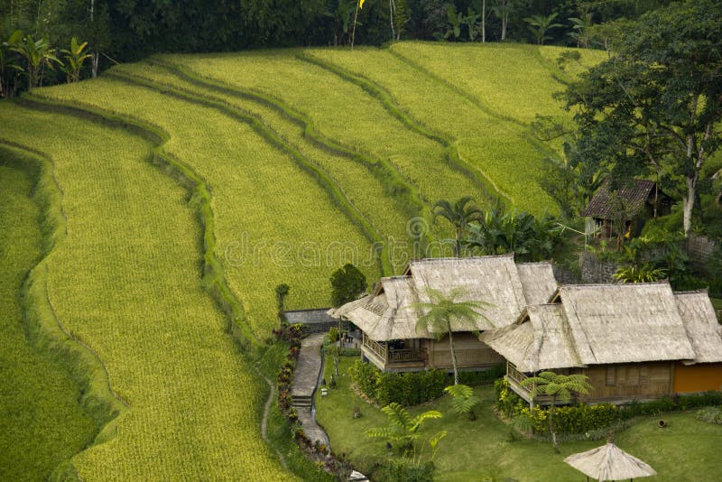 Rizière image stock. Image du plantation, catalan, céréale - 29473647