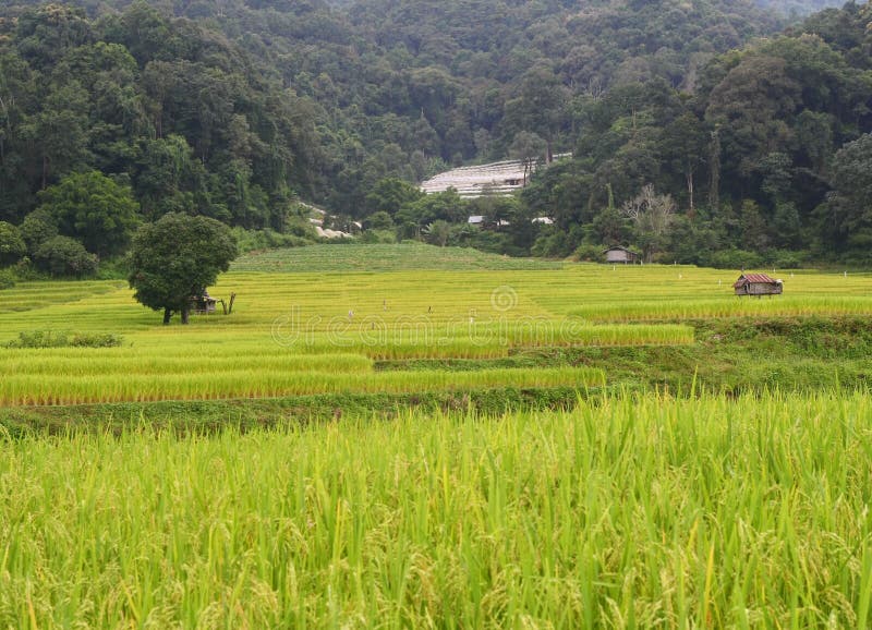 Rizière d'étape photo stock. Image du nourriture, moisson - 35301612