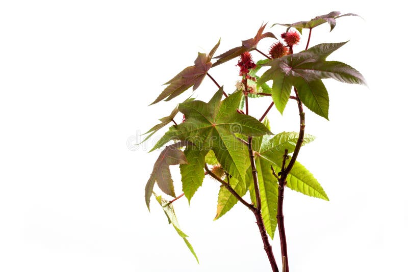 Rizinus, Ricinus Communis, Medizinische Anlage Stockbild - Bild von ...