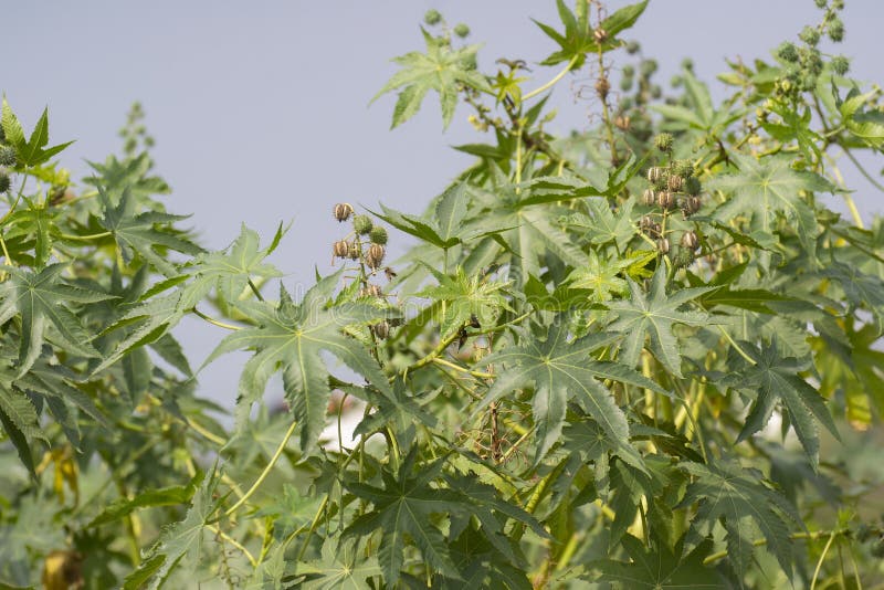 Rizinuspflanze Oder Rizinus Oder Wunderbaum Ricinus Communis Stockfoto ...