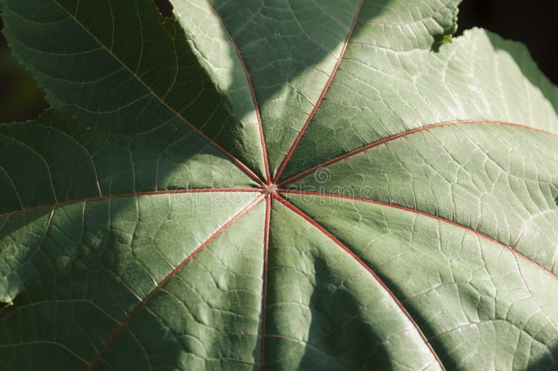 Rizinuspflanze (Ricinus Communis) Stockfoto - Bild von schön, tropisch ...