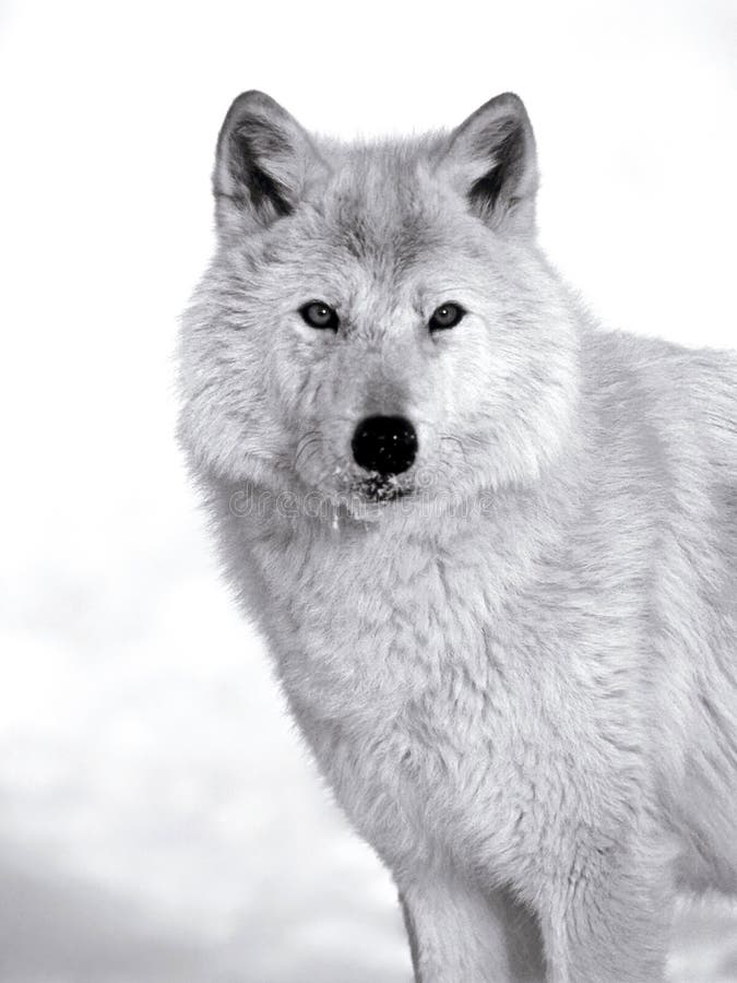 Beautiful Arctic Wolf stock image. Image of wolves, watching - 146067585