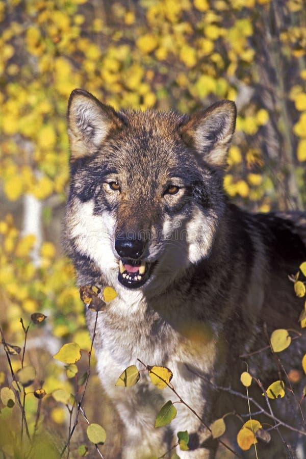 Wolf at the Edge of Autumn Forest, Portrait Closeup. Stock Photo ...