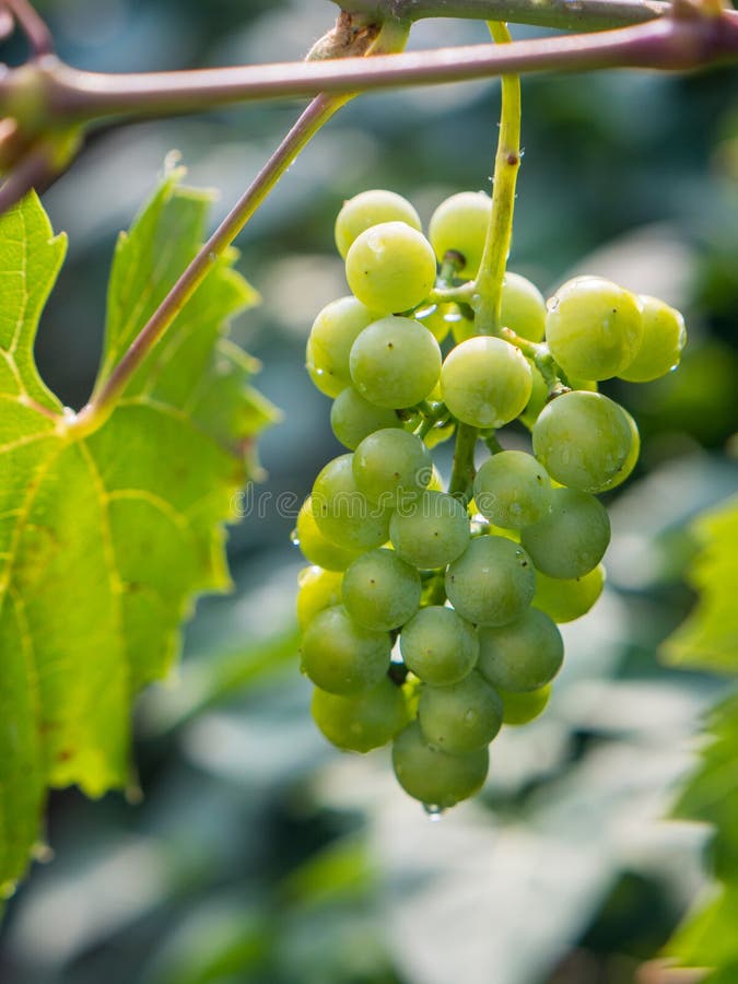 Rkatsiteli stock photo. Image of alcohol, georgia, vineyard - 34418038