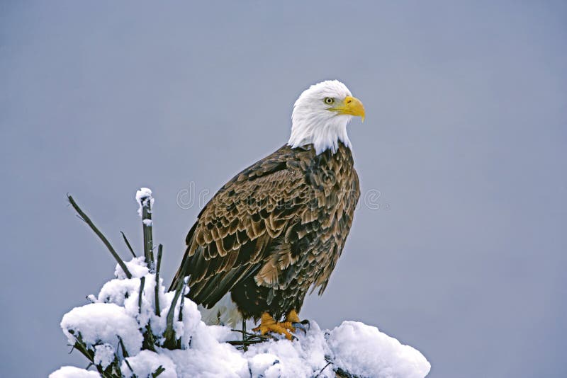 Bald Eagle Flight stock photo. Image of predator, baldeagle - 53258056
