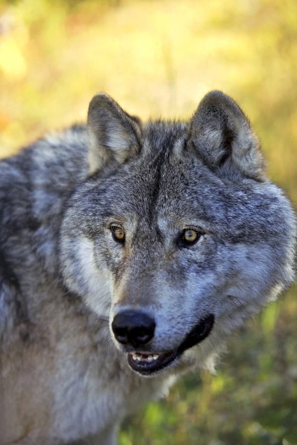 Face of an Large Timber Wolf in the Forest Stock Photo - Image of lupus ...