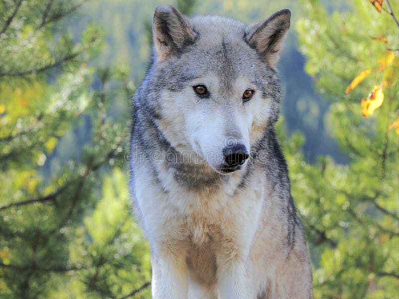 Gray Wolf in the Forest, Portrait Closeup. Stock Image - Image of ...