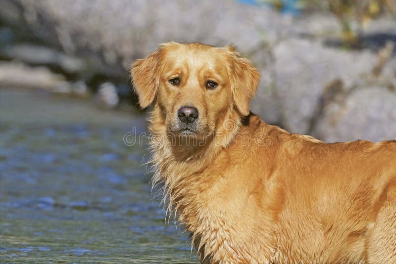 Closeup Portrait of Golden Retriever Standing in Water, Looking Back ...