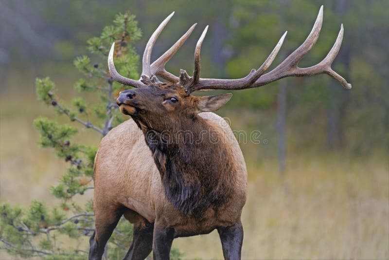 Huge Bull Elk Bugling