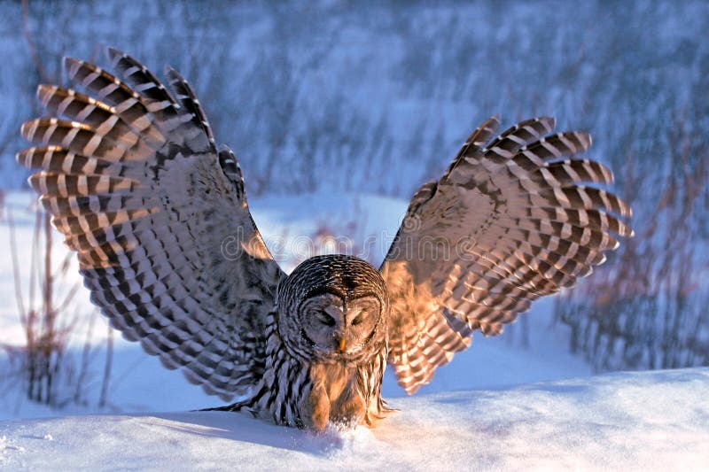 Barred Owl ( Strix Varia ) Catching Mouse in the Snow , Wings Spread ...