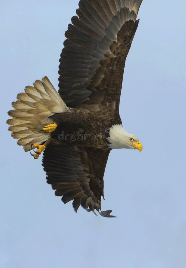 Focussed Bird Stock Photos - Free & Royalty-Free Stock Photos from ...