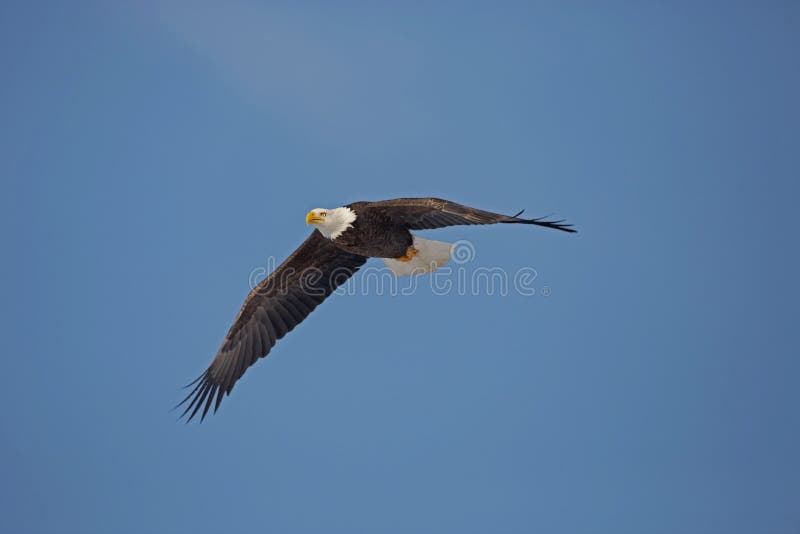 Mature Bald Eagle Flying on a Blue Sky, Showing Full Wingspan. Stock Image - Image of ...
