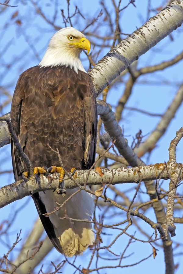 Hunting Bald Eagle Looking Down from a Tree. Stock Image - Image of ...