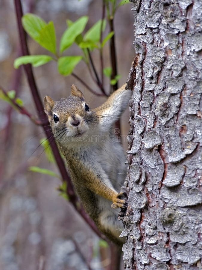 Squirrel Peeking Around Tree Stock Photos - Free & Royalty-Free Stock ...