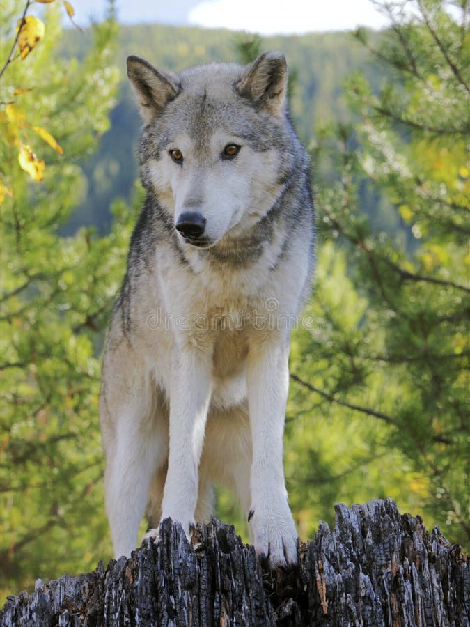 Canadian Timber Wolf Size