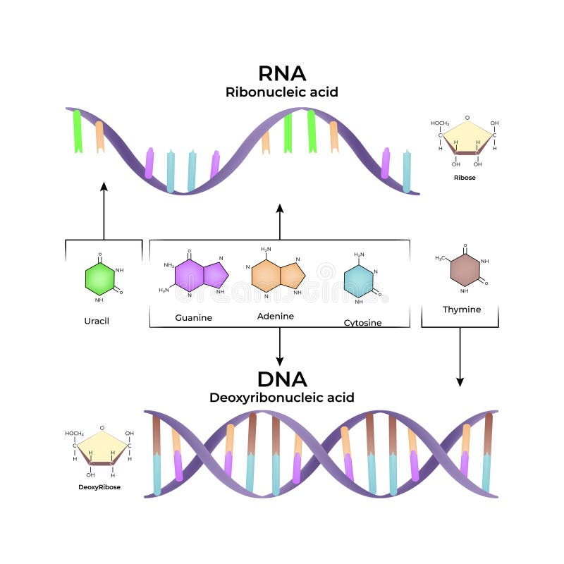RNA and DNA Structure Comparison with Bases Stock Vector - Illustration ...