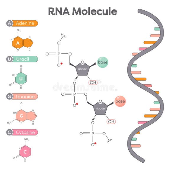 Genomic Science Illustration of the Components of an RNA Molecule Stock ...
