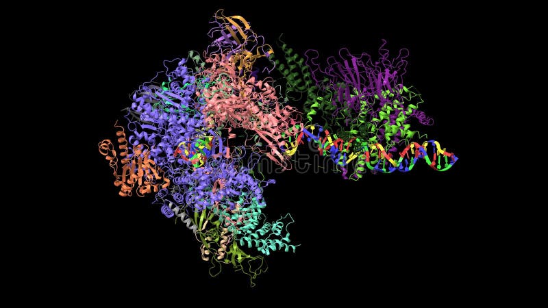 RNA Polymerase I Pre-initiation Complex DNA Opening Intermediate 1 To ...