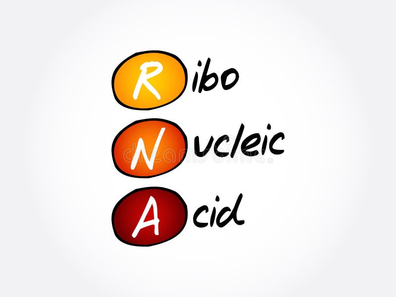 RNA Ribonucleic Acid - Polymeric Molecule Essential in Various ...