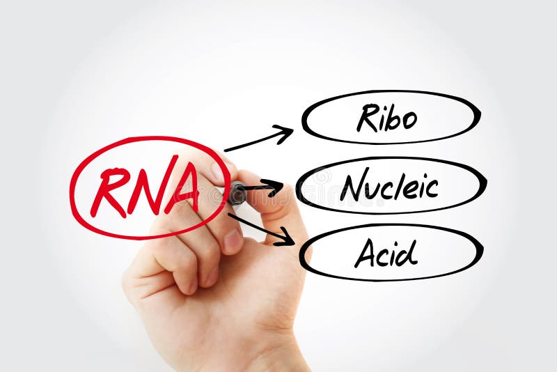 RNA - Ribonucleic Acid Acronym, Medical Concept Background Stock Image ...