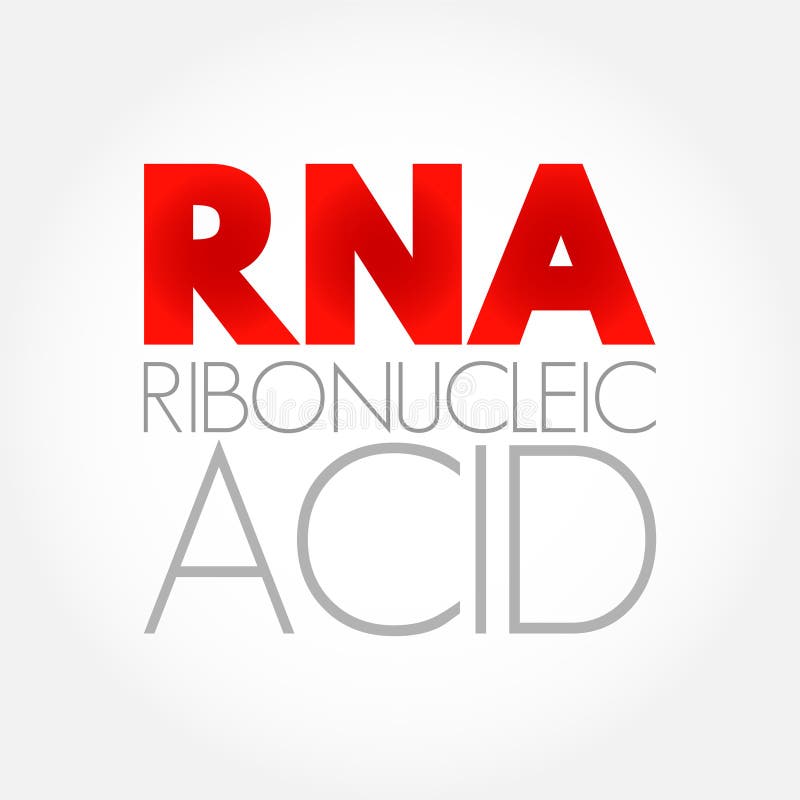 RNA Ribonucleic Acid - Polymeric Molecule Essential in Various ...