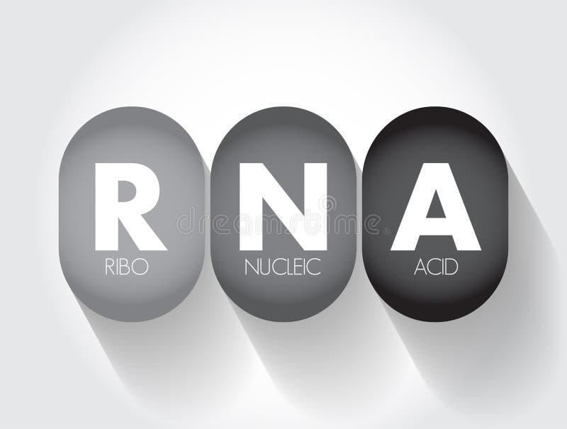 RNA Ribonucleic Acid - Polymeric Molecule Essential in Various ...