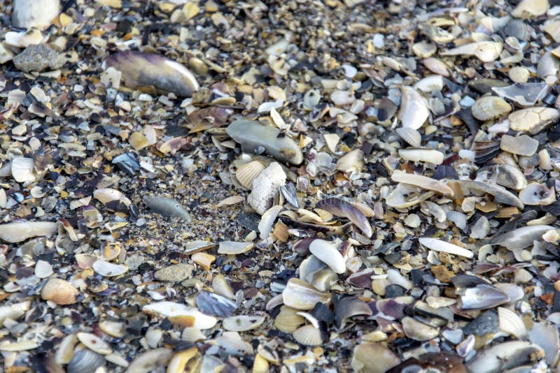 Seashells Ejected by Wave To the Seashore Stock Image - Image of watter ...