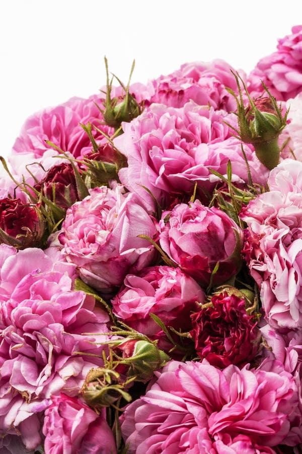 Roses fotografering för bildbyråer. Bild av härlig, blomma - 43149493