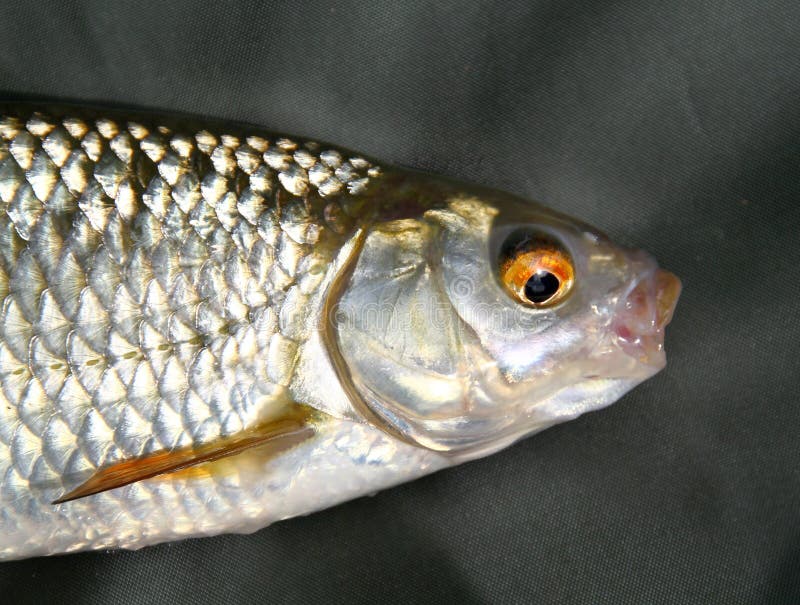 Roach. stock photo. Image of head, fish, fresh, roach - 20106816