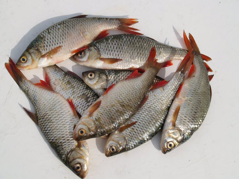 Roach stock photo. Image of scales, seafood, roach, finished - 129902278