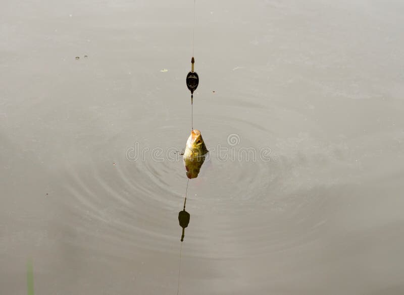 Roach Fish Being Caught and Pulled Out of the Water. Catching Fish ...