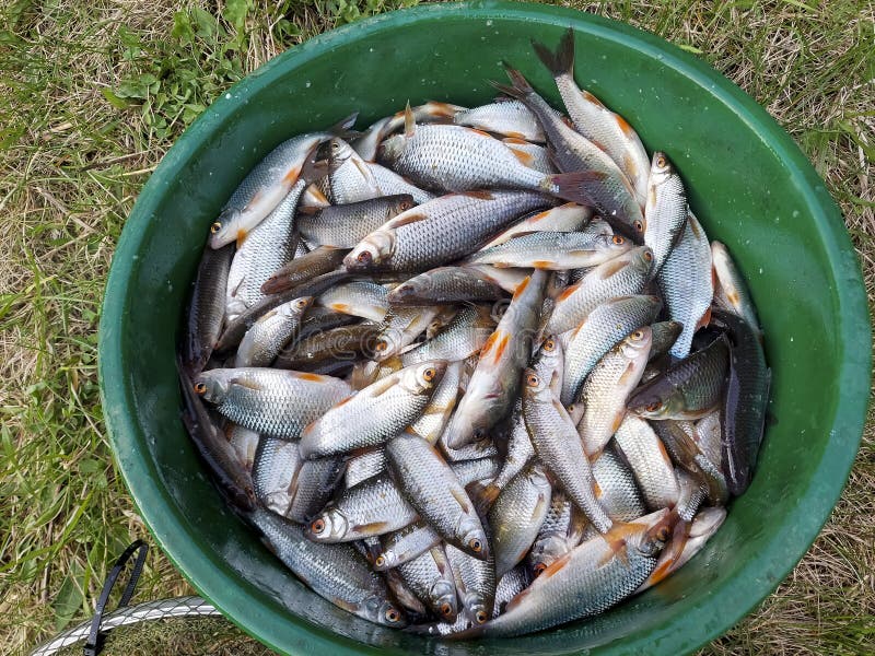 Roach Fish Fisherman S Bucket Stock Photo - Image of roach, freshwater ...