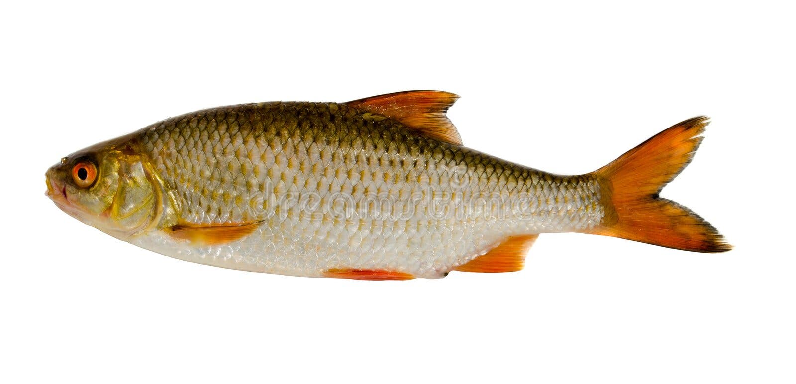 Carp fish stock image. Image of freshwater, ingredient - 42382183
