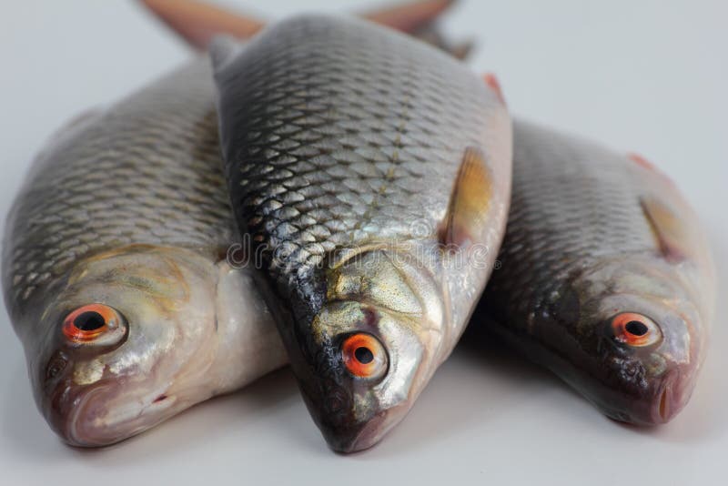 Roach fish. stock photo. Image of head, uncooked, fresh - 59484330