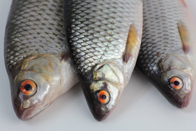 Roach fish. stock photo. Image of fish, silver, organic - 59512716