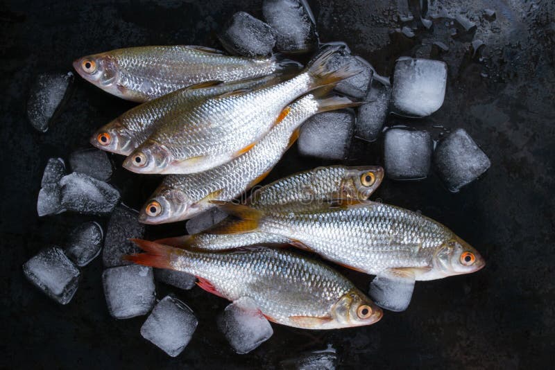 Roach Fish or Rutilus Fish on Black Background with Pieces of Ice Stock ...