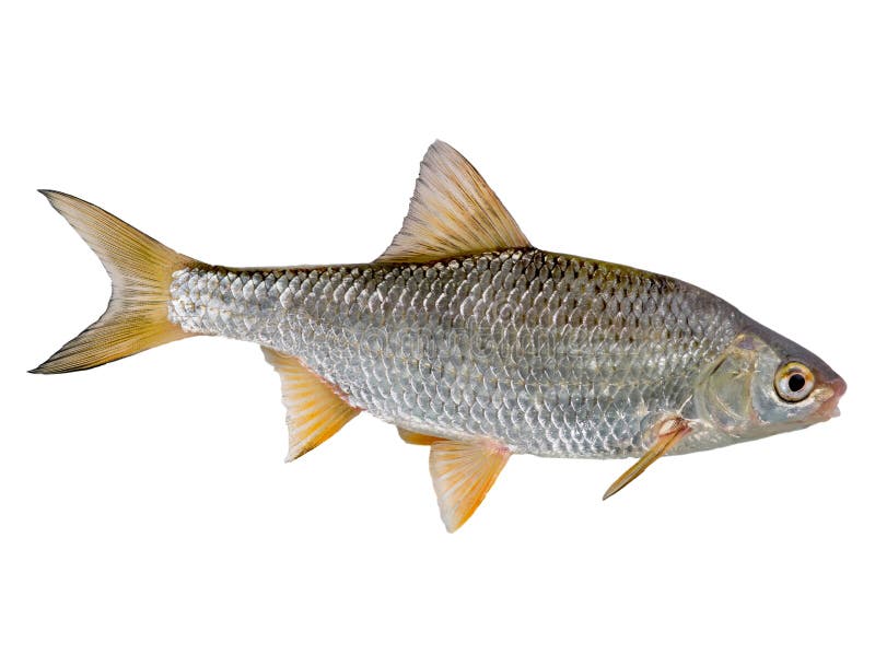 Fish roach stock image. Image of color, studio, nature - 32792037