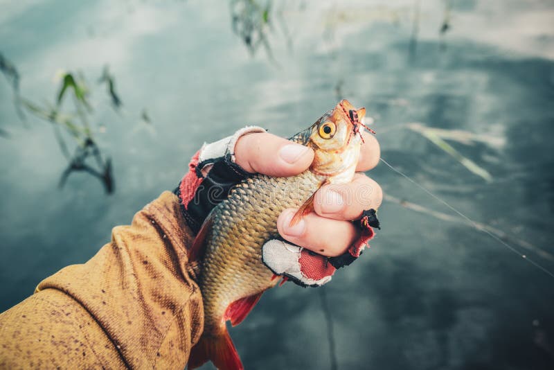 Roach in the Hand of a Fisherman. Fly Fishing Stock Photo - Image of ...