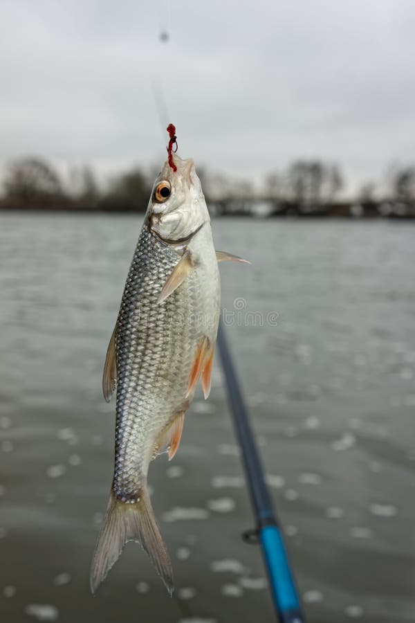 Roach on Hook, Float Fishing Stock Image - Image of bloodworm, fishing ...