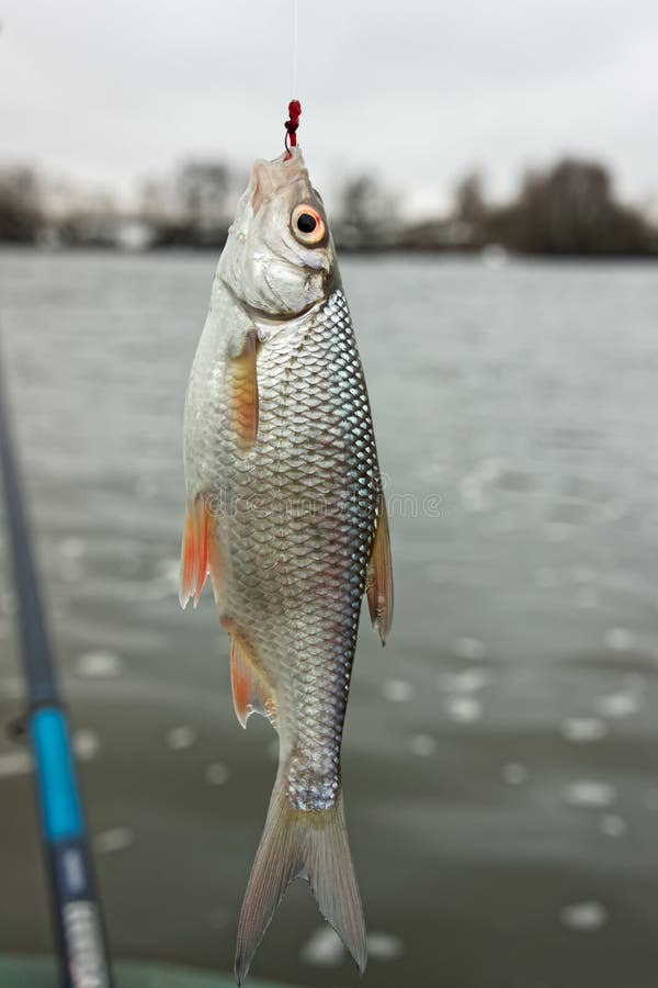 Roach on Hook, Float Fishing Stock Photo - Image of leisure, hobby ...