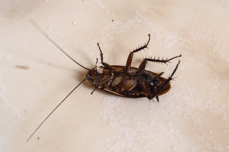 Roach on Its Back stock image. Image of feet, animals - 245012445