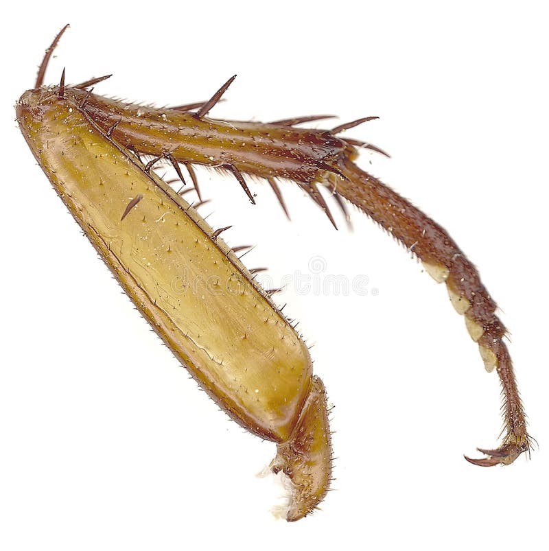 Roach Leg Picture. Image: 469590
