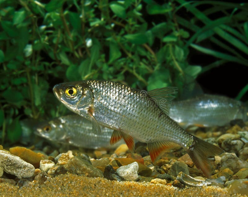 Roach, Rutilus Rutilus, Adult Stock Image - Image of roach, water ...