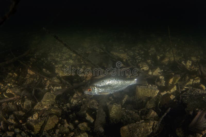 Roach, Rutilus Roach, Rutilus Rutilus, Common Roach Stock Image - Image ...