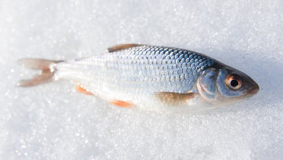 Roach on snow stock photo. Image of mouth, scales, silver - 9066710