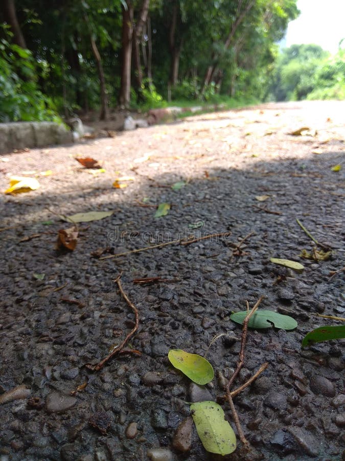 Road stock image. Image of road, forest, leefs, greenree - 124792755